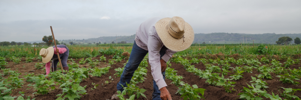 Farmworker Advocacy Network Coordinator (Bilingual - Spanish/English ...